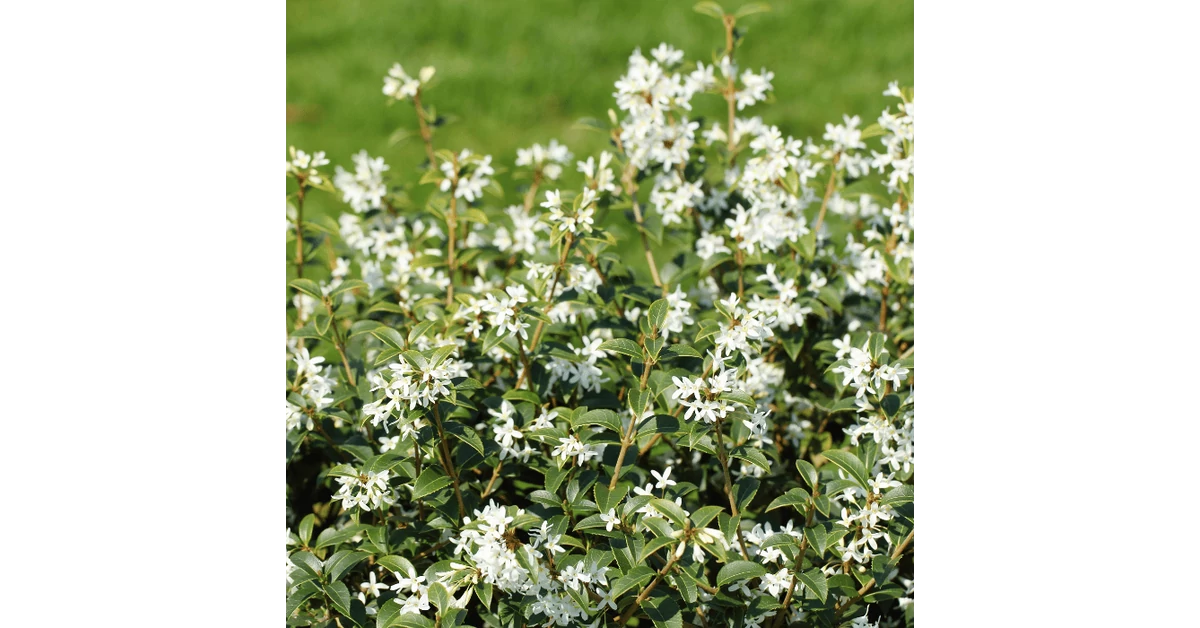 Díszfák, díszcserjék - Gardencentrum.hu online kertészet