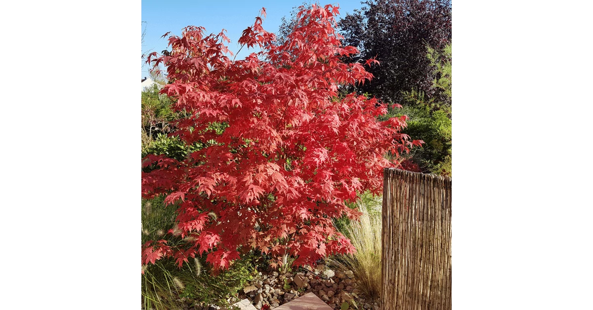 Japán juhar - Gardencentrum.hu kertészeti webáruház