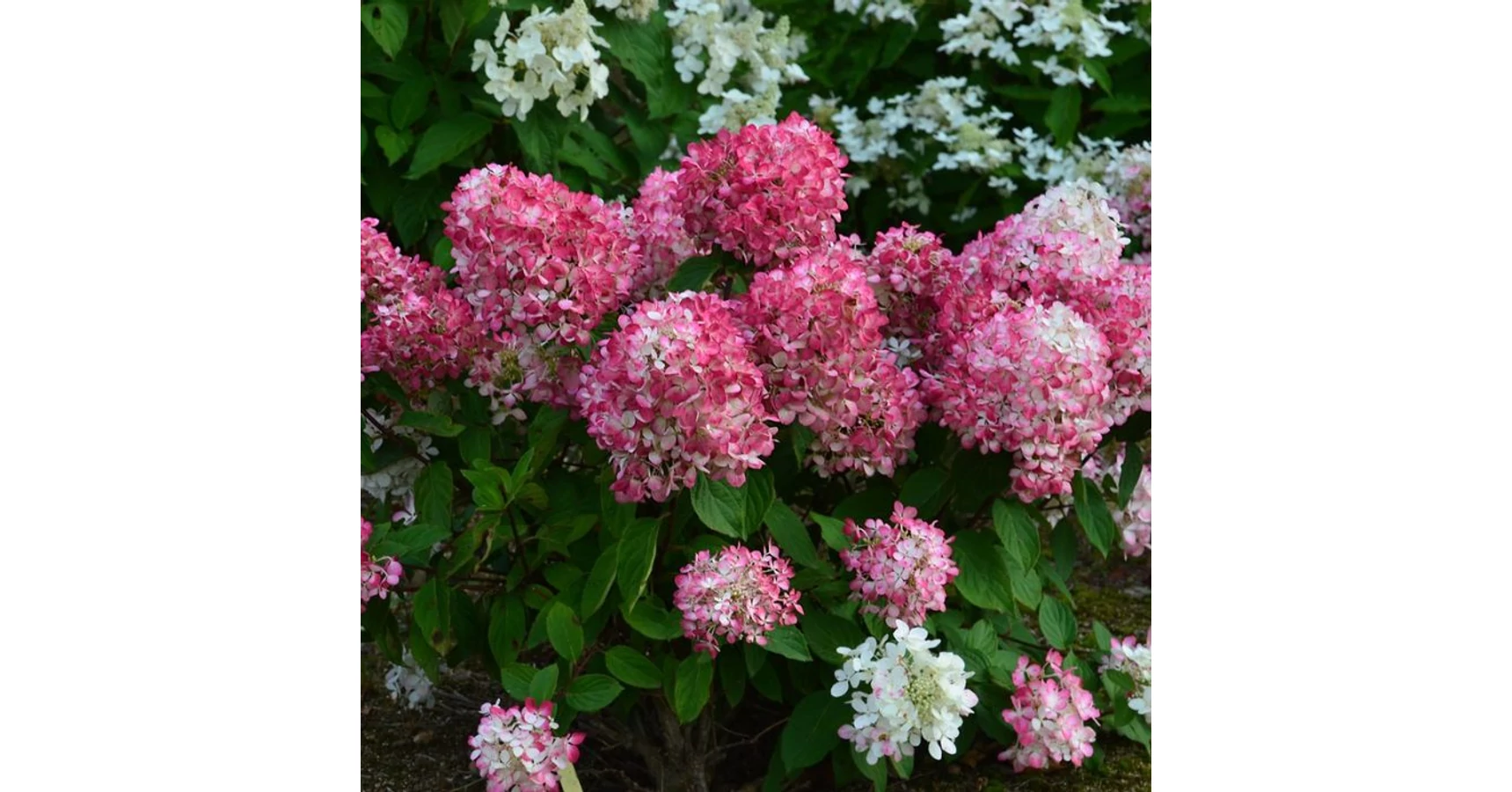 Diamant Rouge bugás hortenzia - Gardencentrum.hu