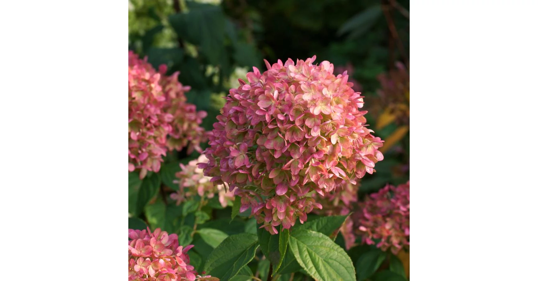 Petite Cherry törpe hortenzia - Gardencentrum.hu webáruház