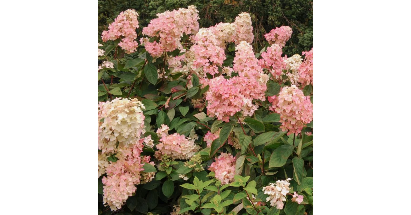 Pink Diamond hortenzia - Gardencentrum.hu online kertészet