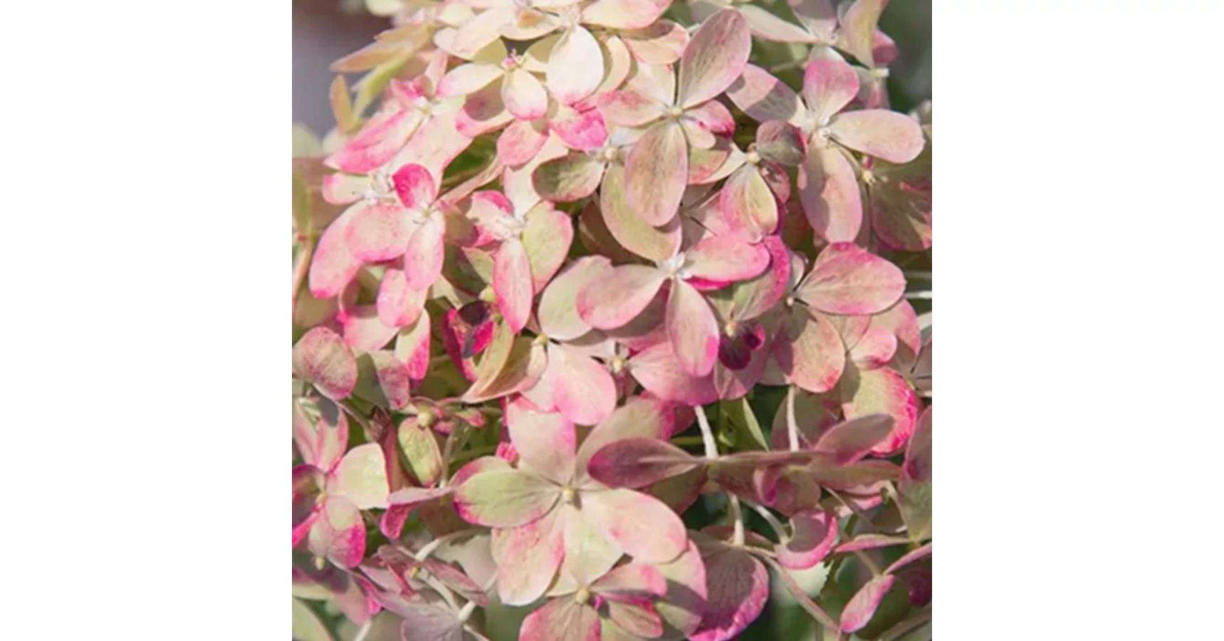 Hydrangea Living Royal Flower MT80 - Gardencentrum.hu