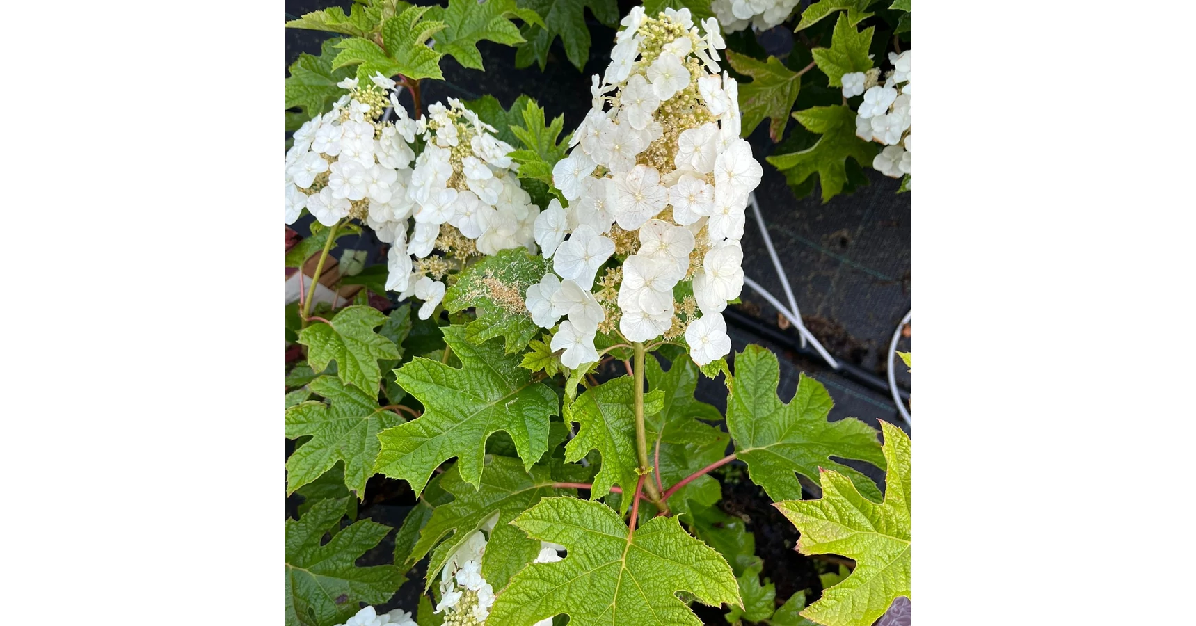 Hydrangea quercifolia Ruby Slippers - Gardencentrum.hu