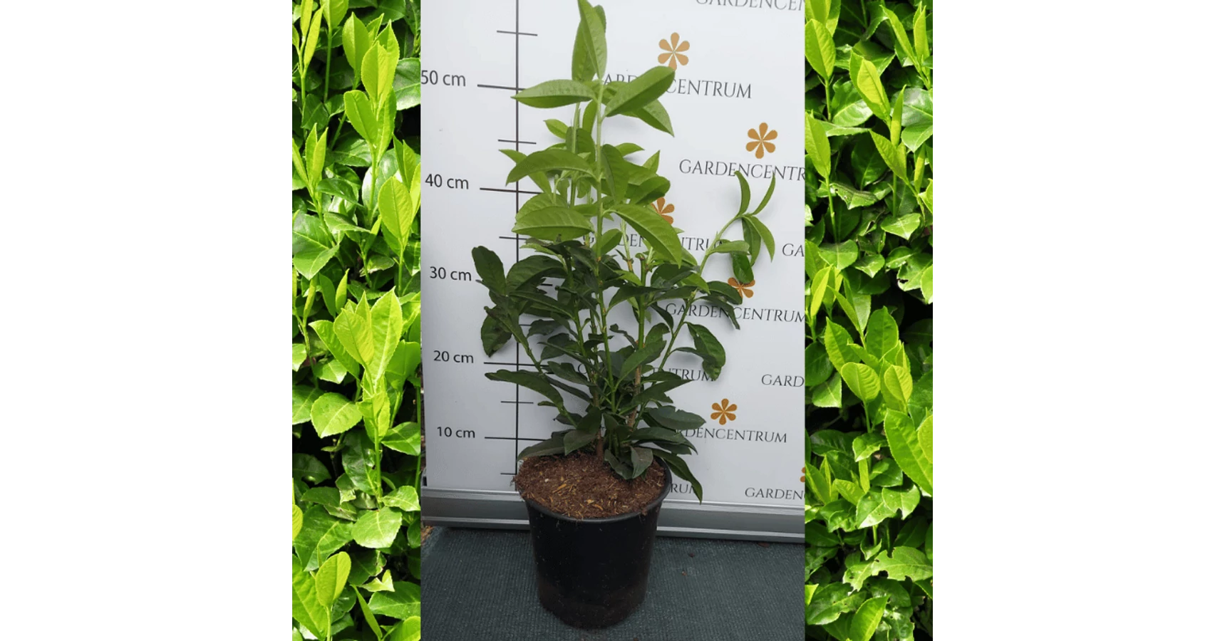 Genolia oszlopos babérmeggy - Gardencentrum.hu webshop