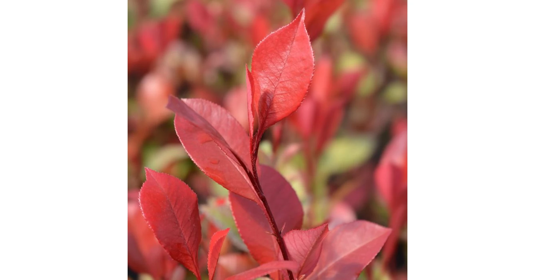 Little Red Robin korallberkenye - Gardencentrum.hu webshop