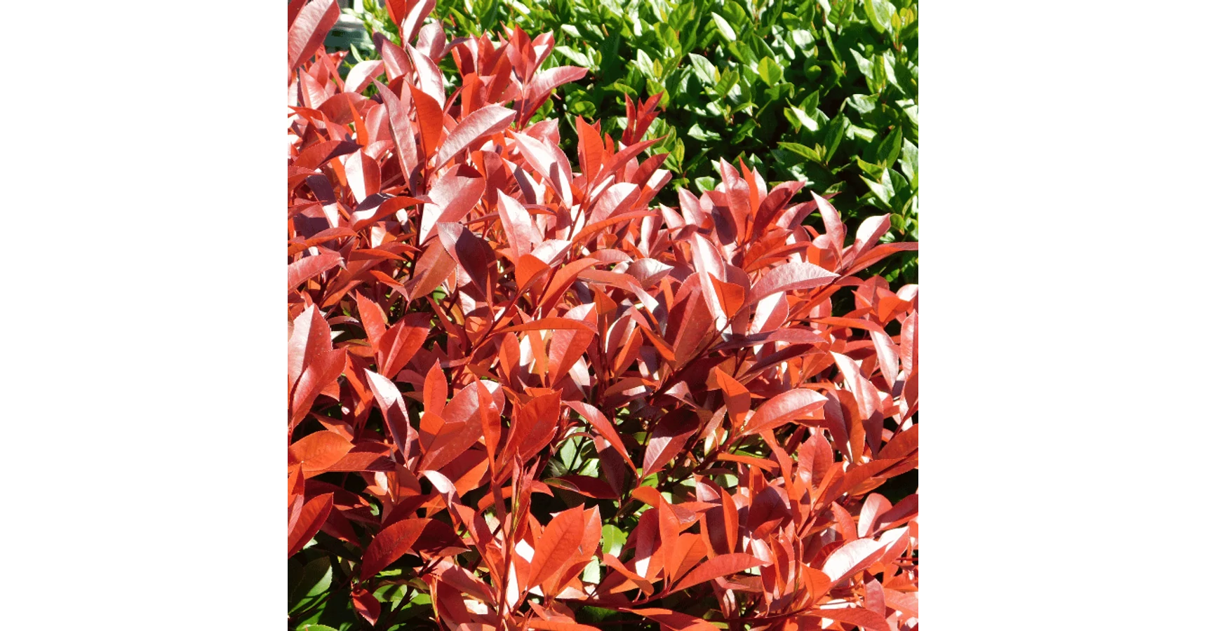 Carré Rouge korallberkenye - Gardencentrum.hu webshop