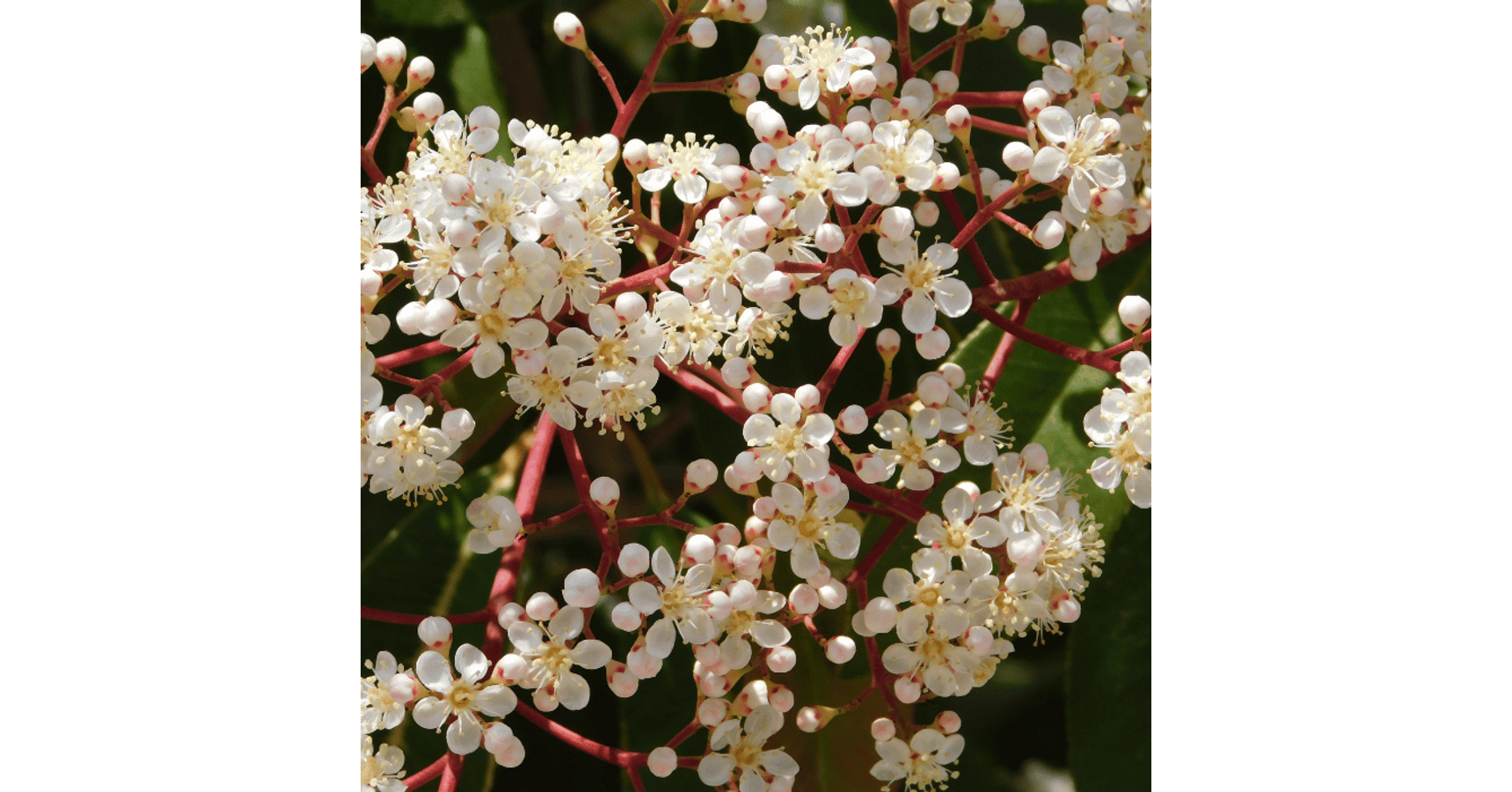 Pink Marble tarka korallberkenye - Gardencentrum.hu webshop