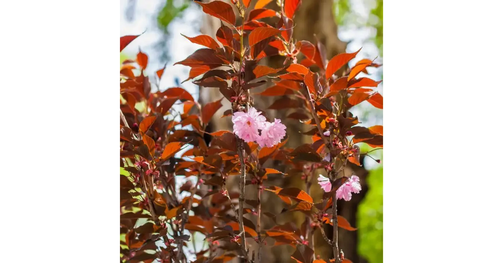 Royal Burgundy díszcseresznye - Gardencentrum.hu webshop