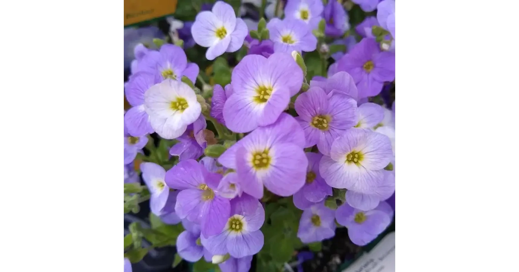 Pázsitviola - Gardencentrum.hu online kertészeti áruház