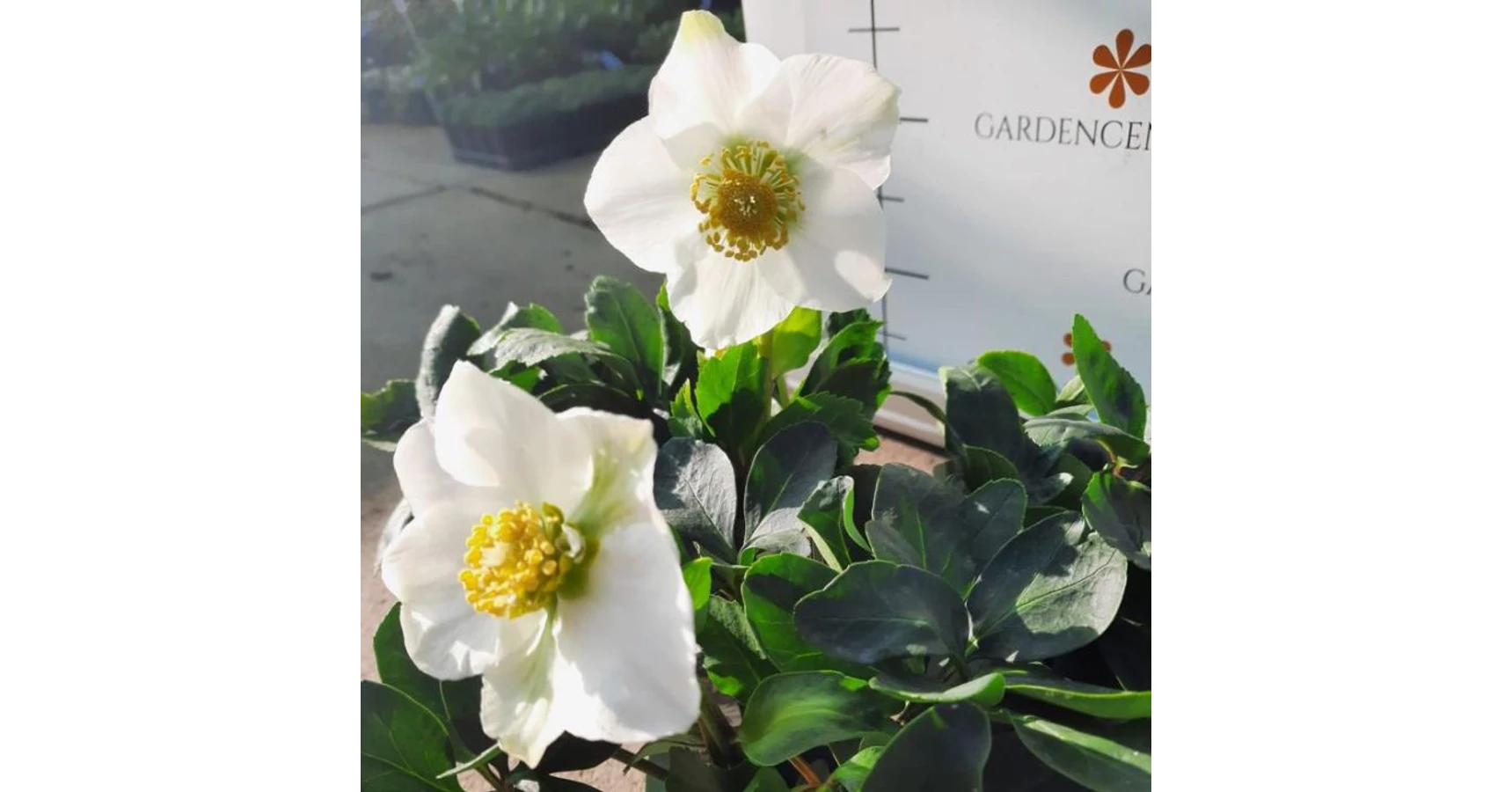 Fekete hunyor - Gardencentrum.hu online kertészet