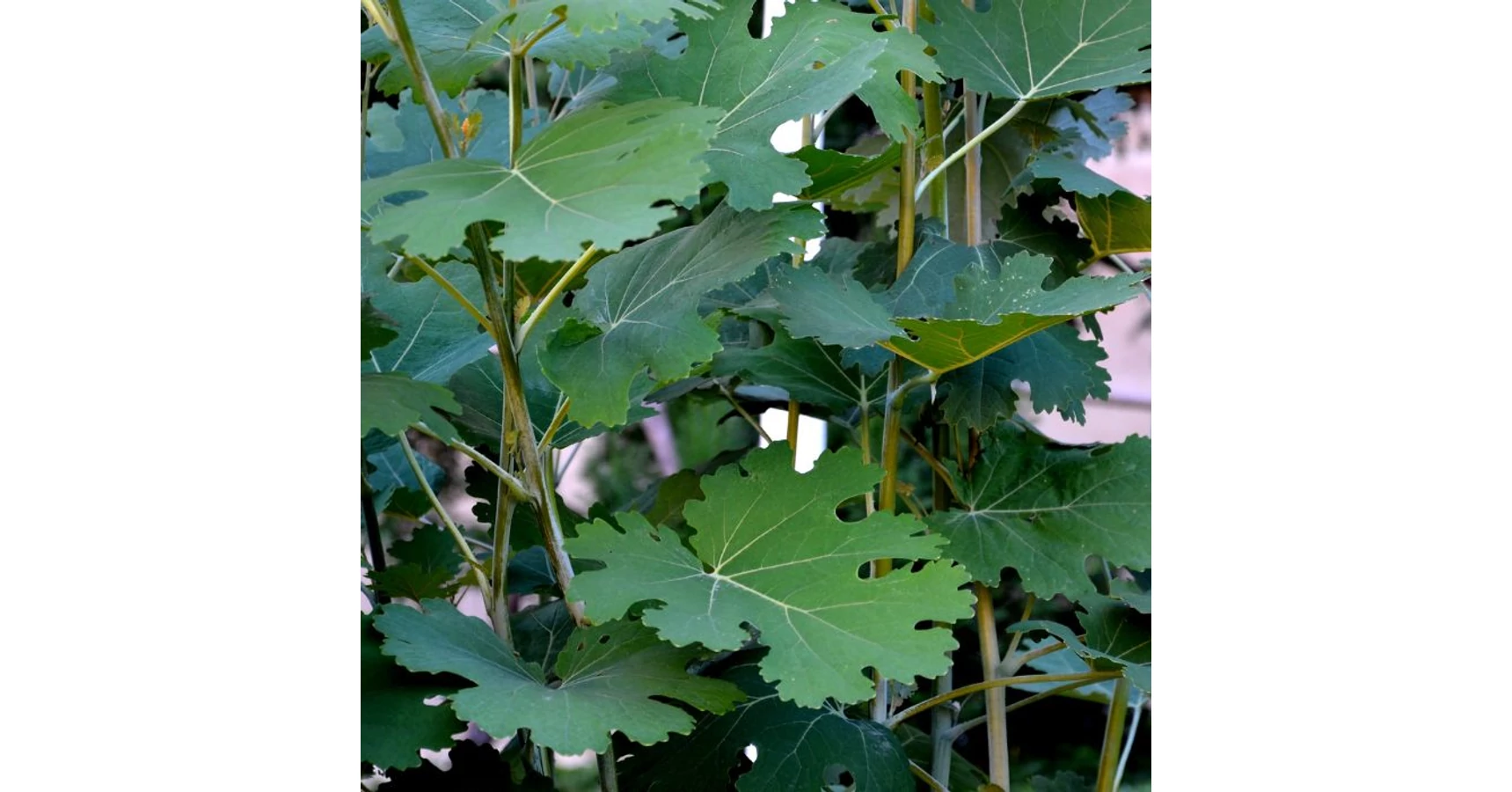 Macleaya cordata - Gardencentru.hu kertészeti webáruház