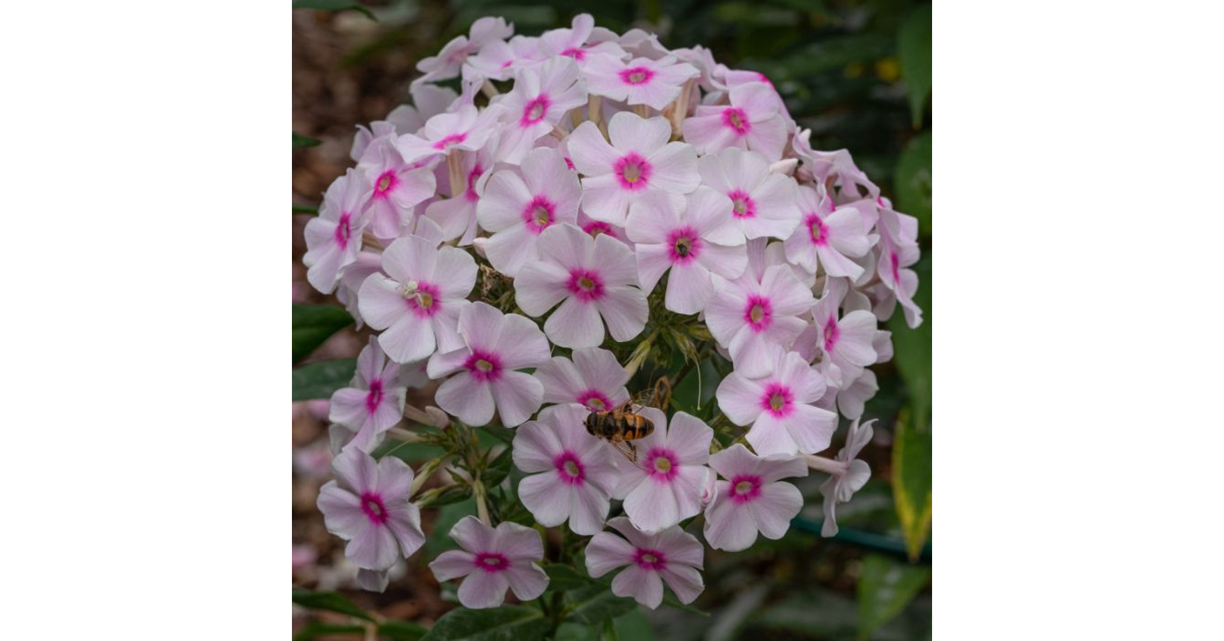 Bugás lángvirág - Gardencentrum.hu kertészeti webáruház