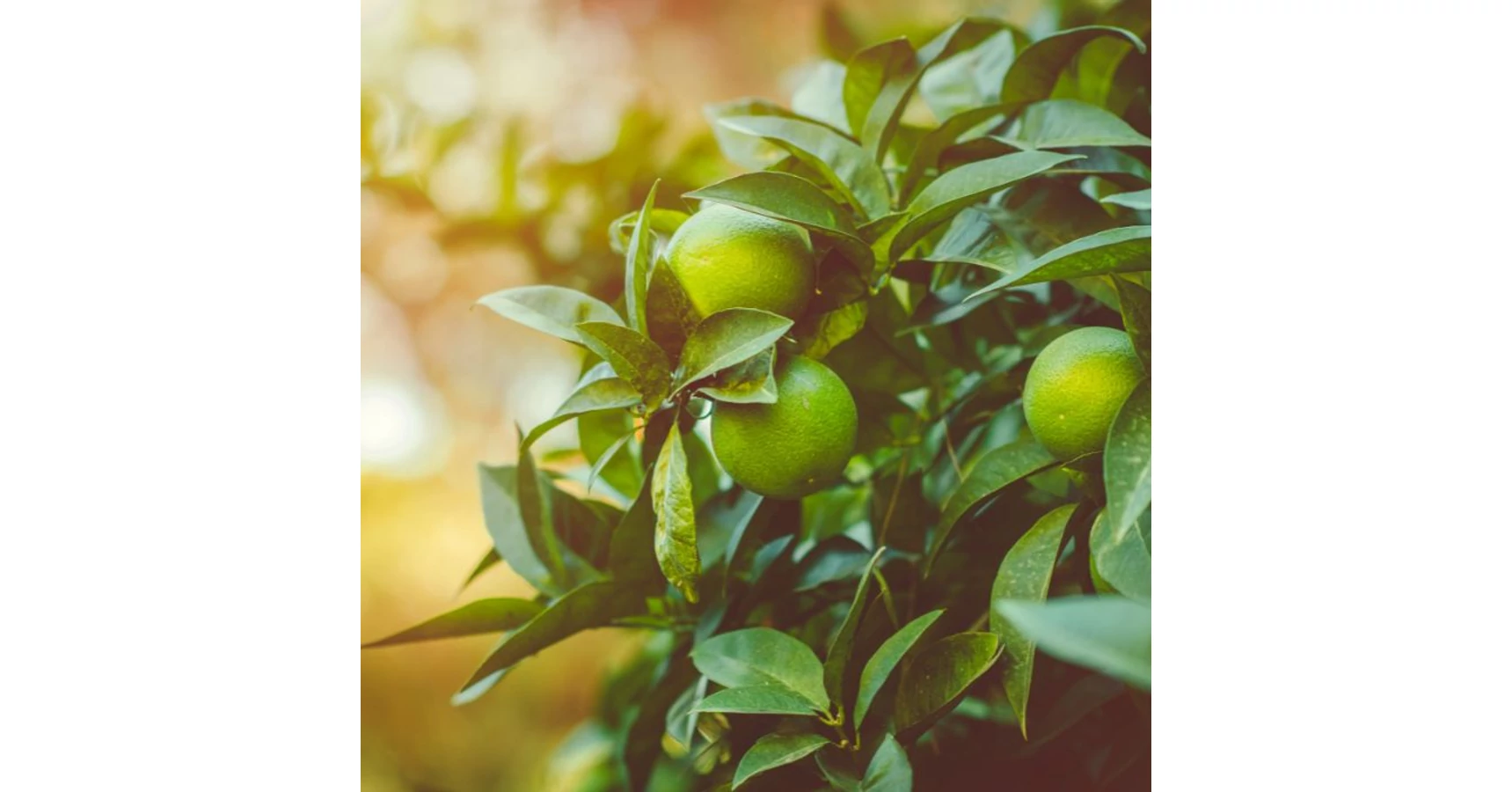 Citromfa - Gardencentrum.hu online kertészet