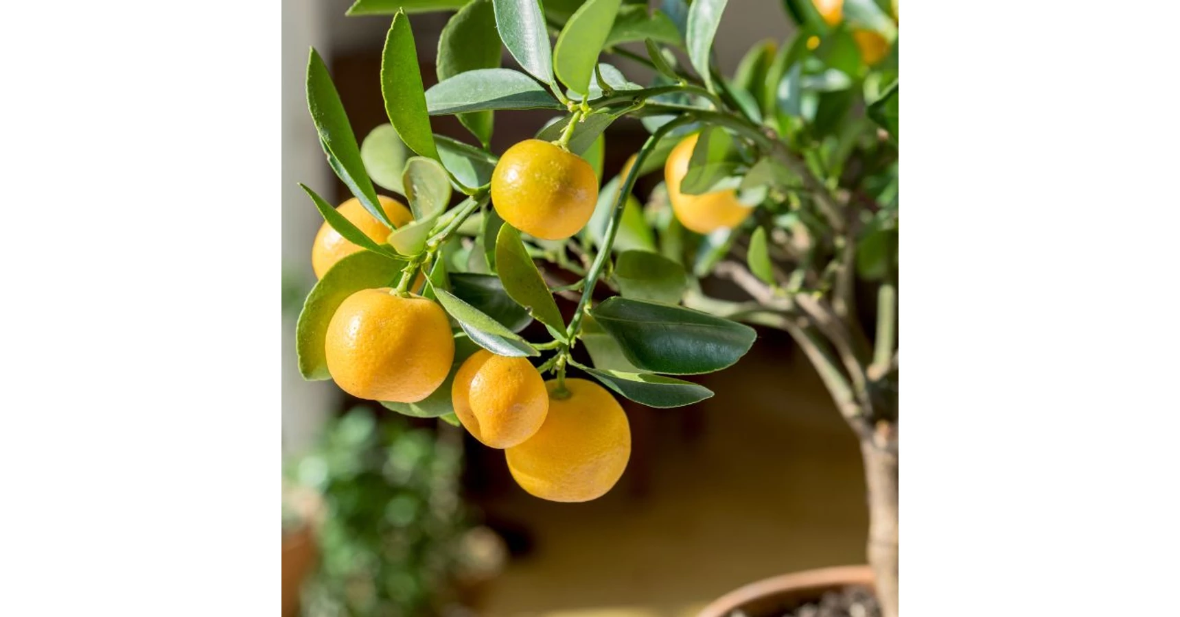 Mandarinfa - Gardencentrum.hu online kertészet