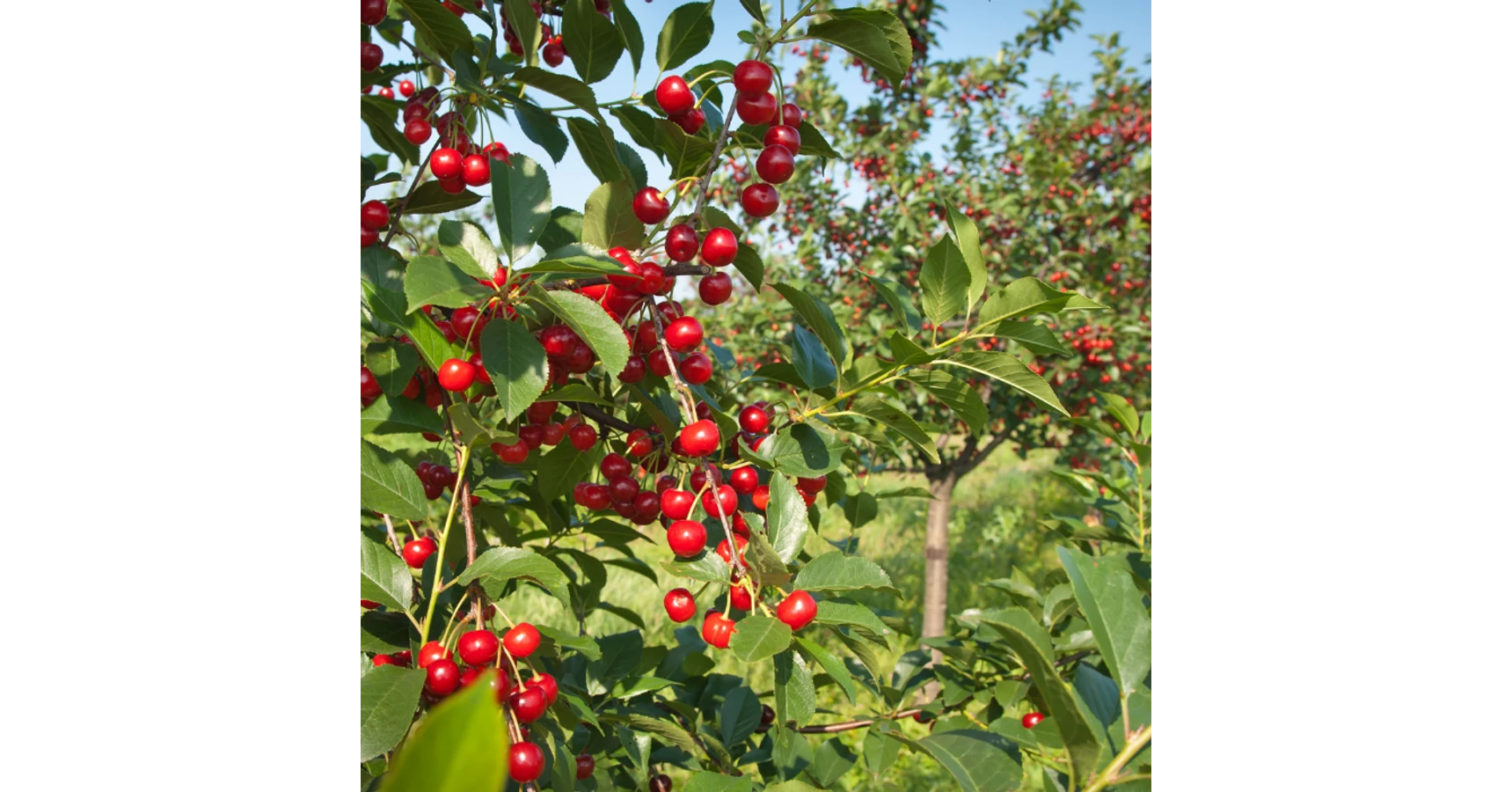 Debreceni bőtermő meggyfa - Gardencentrum.hu