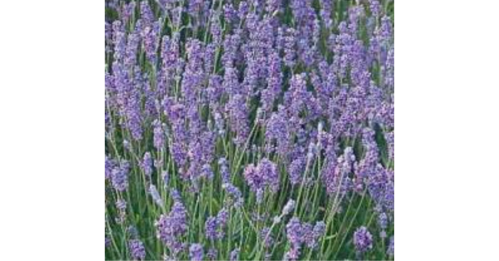 Szárazságtűrő angol levendula - Gardencentrum.hu webshop