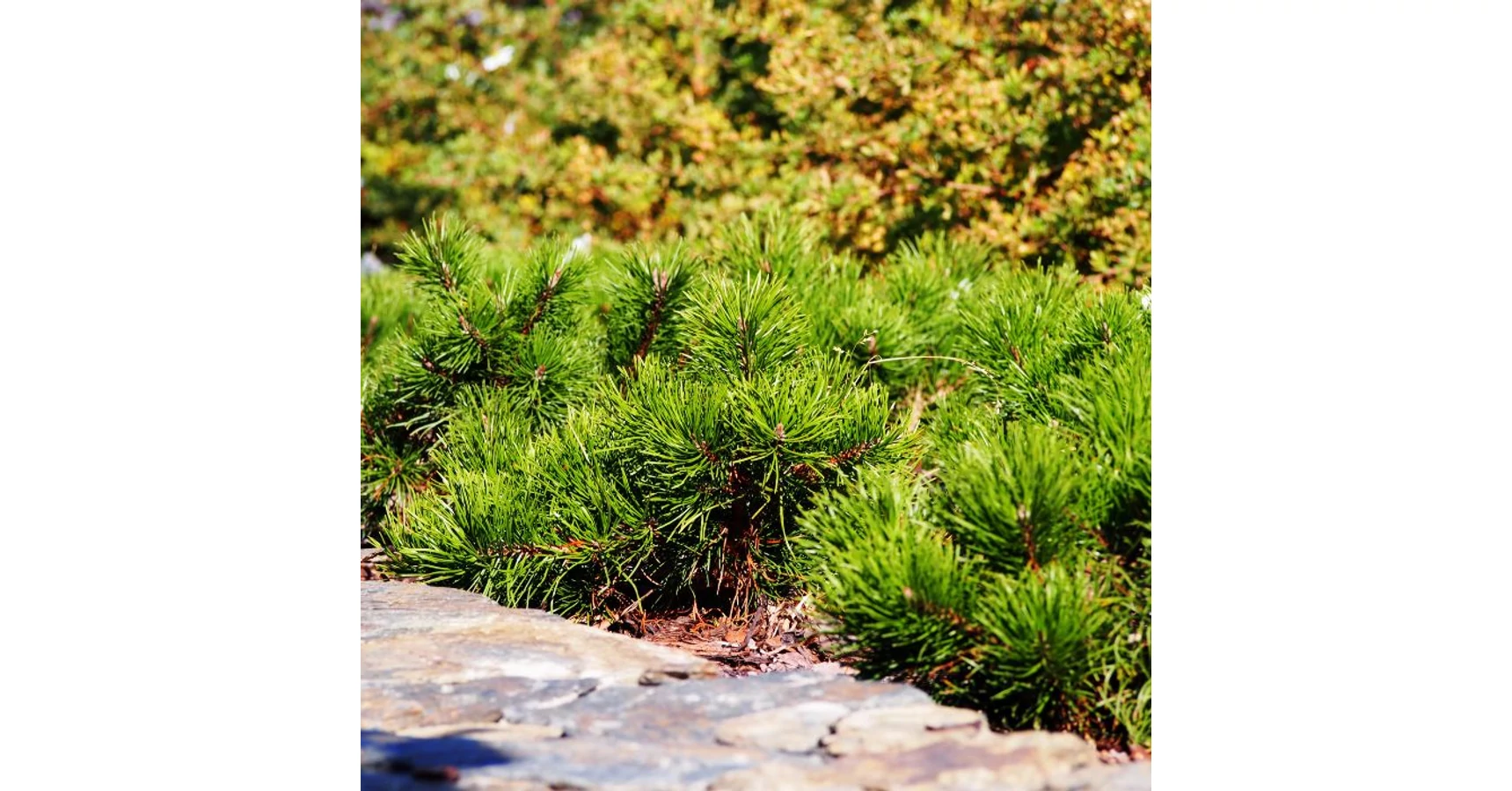 Pinus mugo Mops törpefenyő - Gardencentrum.hu webshop