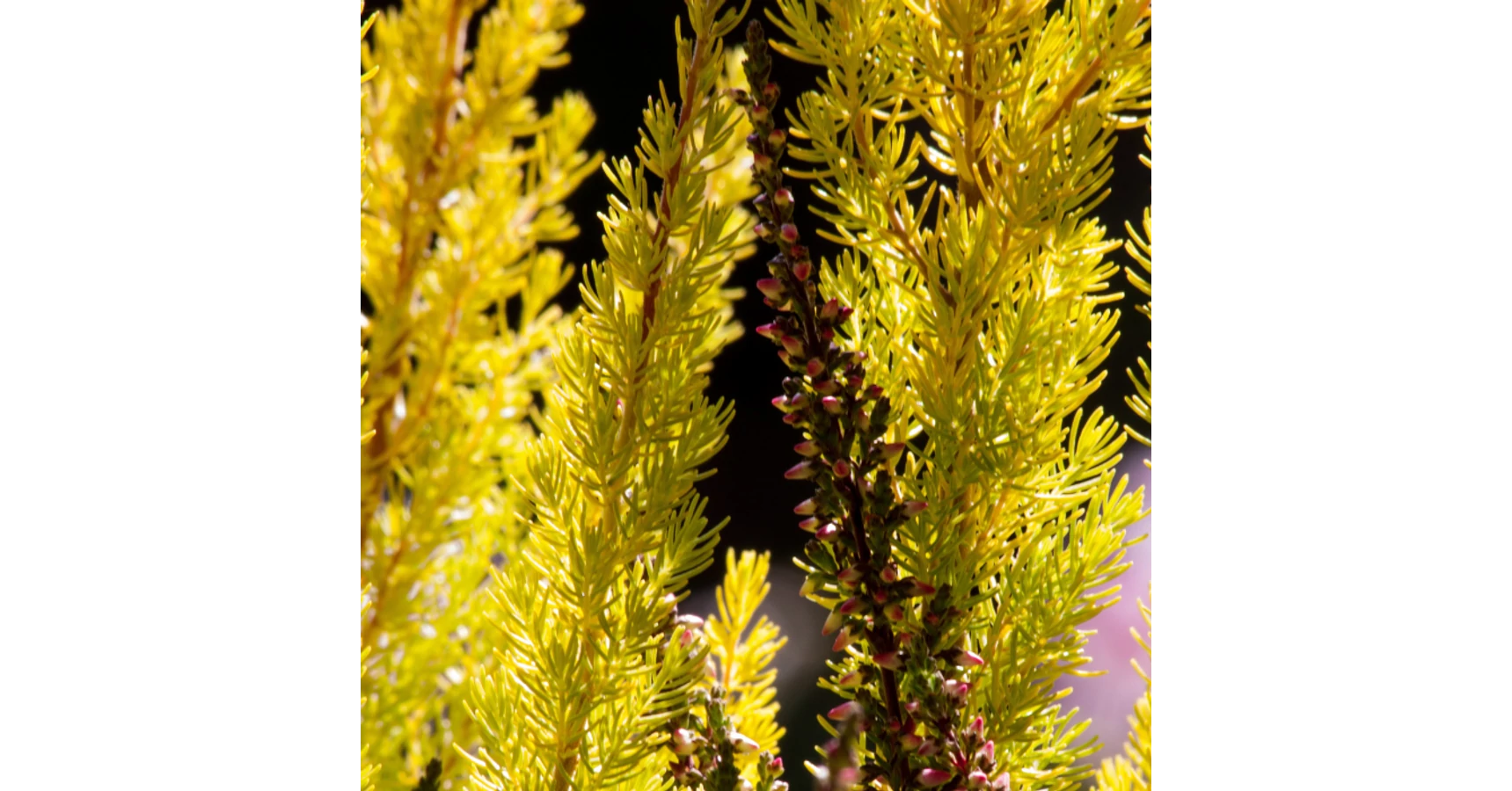 Albert's Gold cserjés hanga - Gardencentrum.hu webshop