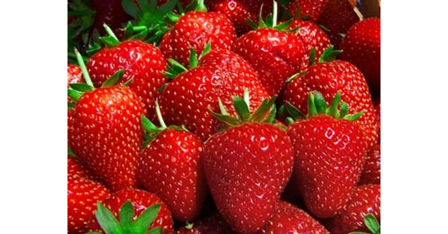 Eper palánta ültetése - Gardencentrum.hu webáruház