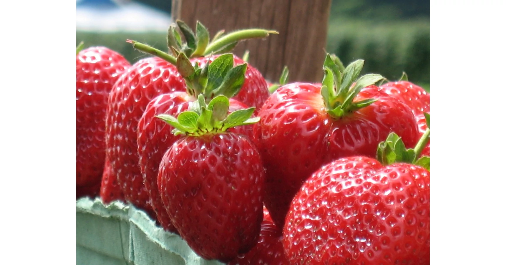 Folytontermő balkon eper - Gardencentrum.hu webáruház