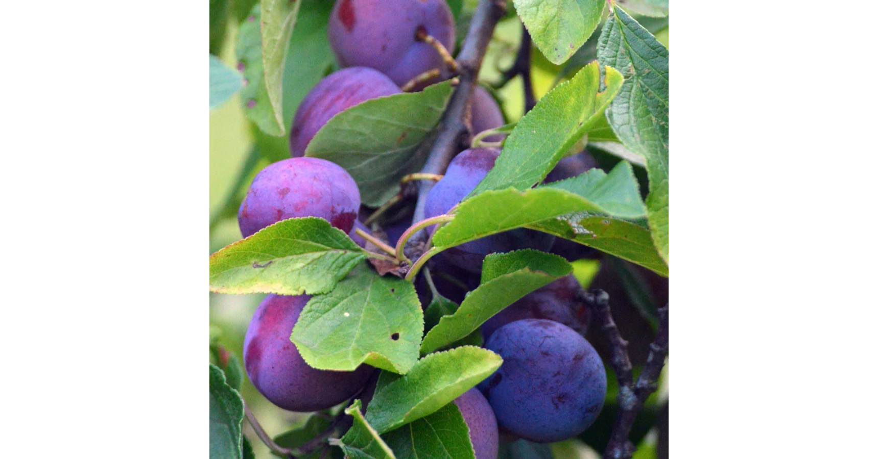 Bluefre szilvafa - Gardencentrum.hu kertészeti webshop
