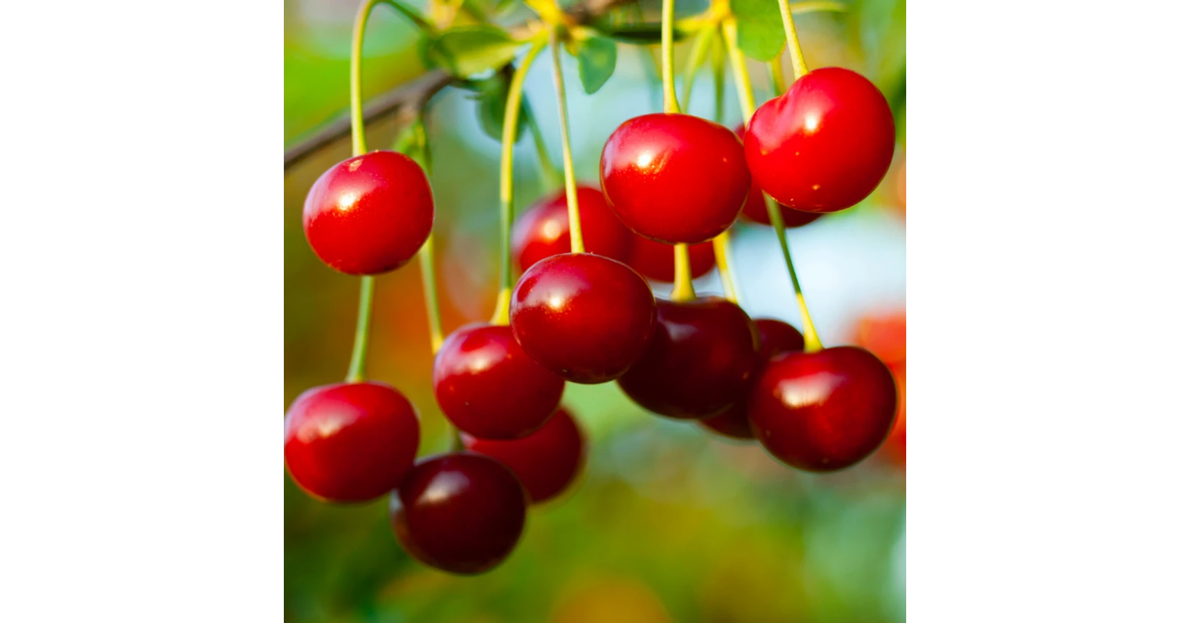 Érdi nagygyümölcsű meggyfa - Gardencentrum.hu webshop
