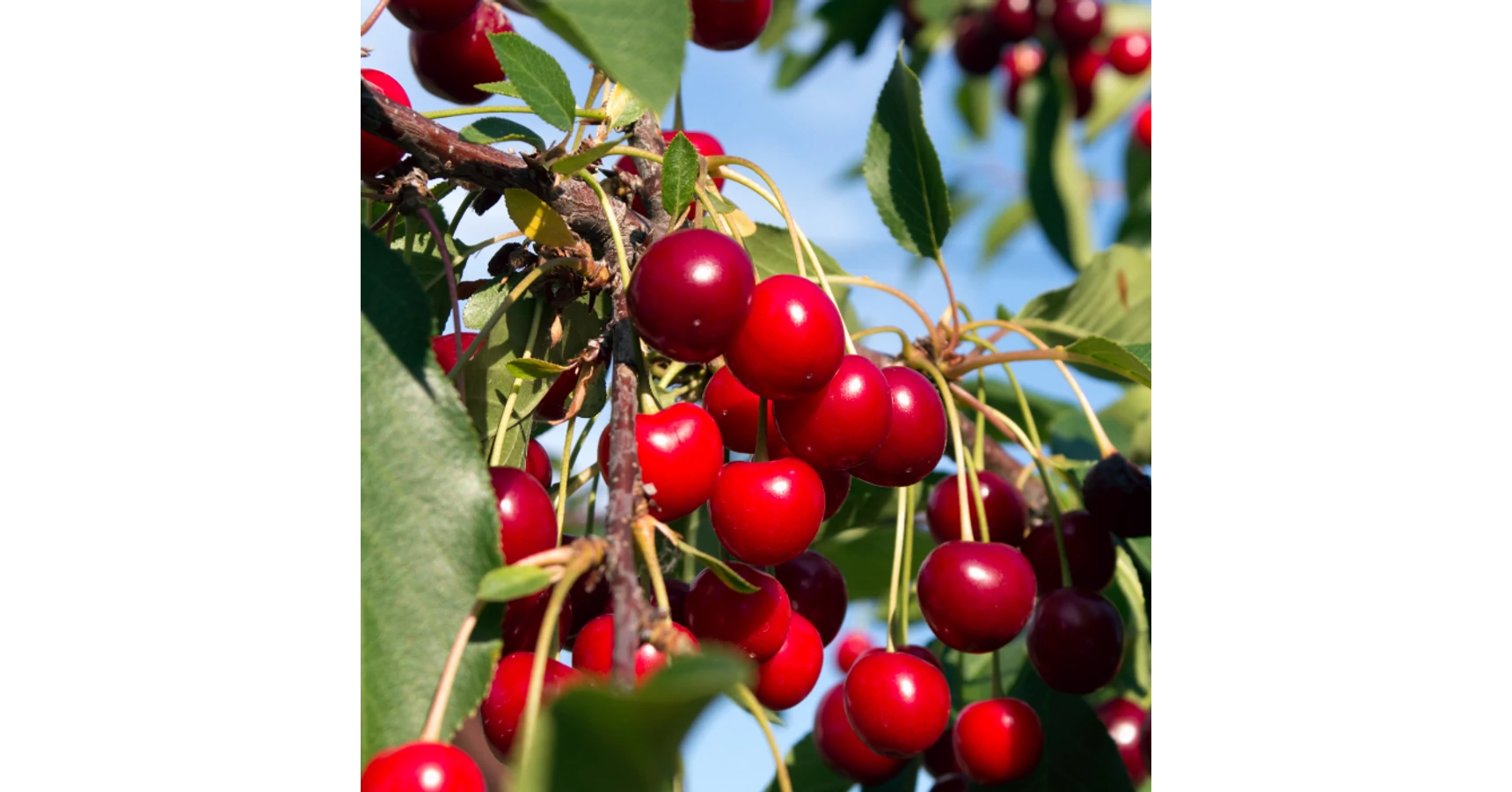 Újfehértói fürtös meggyfa - Gardencentrum.hu onlineáruház