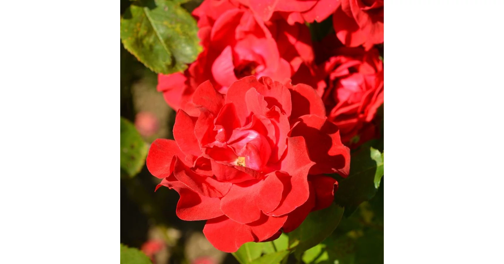 Piros talajtakaró rózsa - Gardencentrum.hu online kertészet