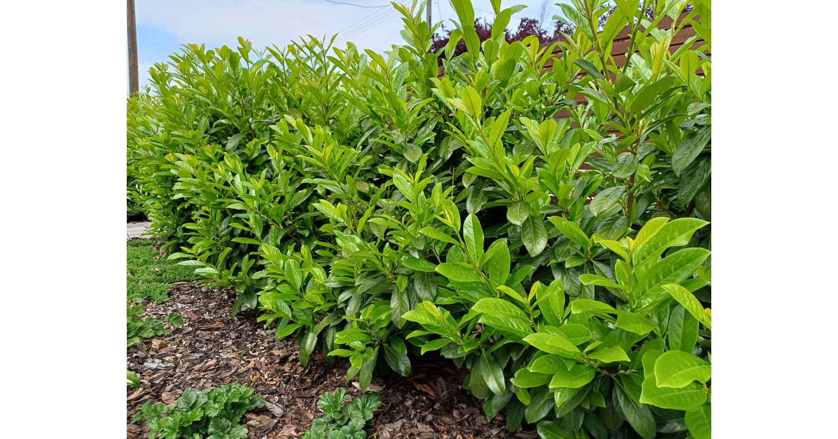 Babérmeggy fajták - Gardencentrum.hu kertészeti webáruház