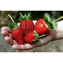 Eper palánta ültetése - Gardencentrum.hu webáruház