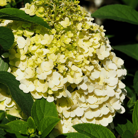 Living Sugar Rush bugás hortenzia - Gardencentrum.hu