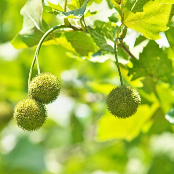 Juharlevelű platán - Gardencentrum.hu webáruház