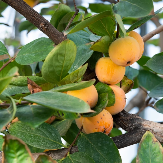 Datolyaszilva gyümölcsfa - Gardencentrum.hu webshop