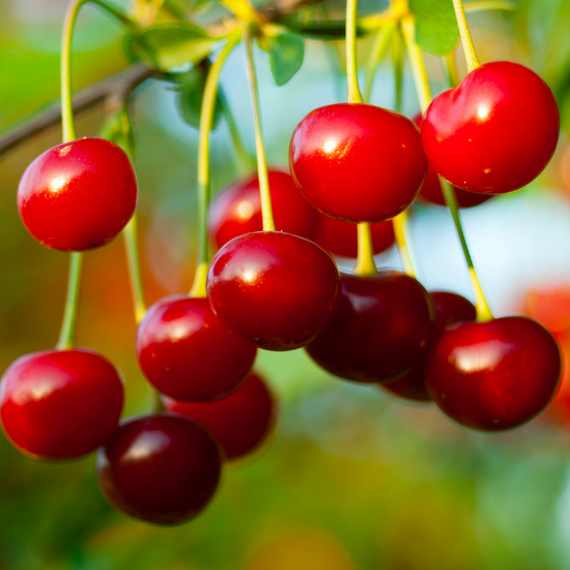 Érdi nagygyümölcsű meggyfa - Gardencentrum.hu webshop