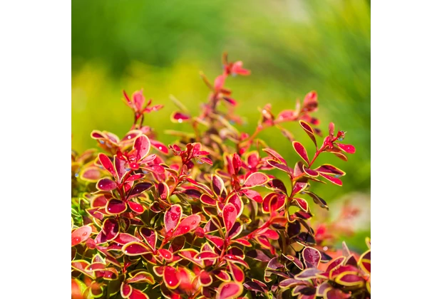 Díszfák, díszcserjék - Gardencentrum.hu online kertészet