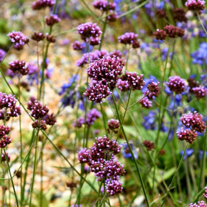 Vanity ernyős verbéna - Gardencentrum.hu növényshop