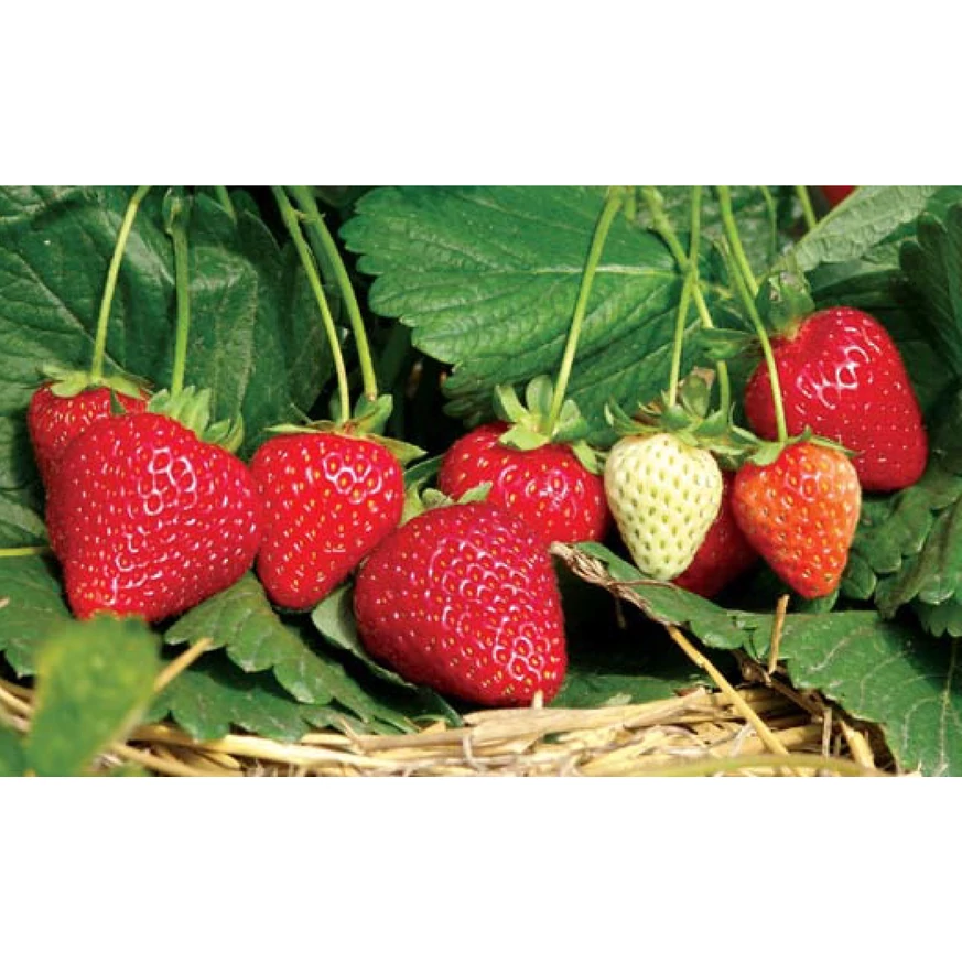 Eper palánta ültetése - Gardencentrum.hu webáruház