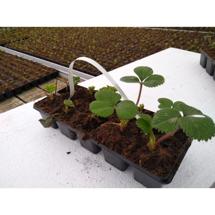 Eper palánta ültetése - Gardencentrum.hu webáruház