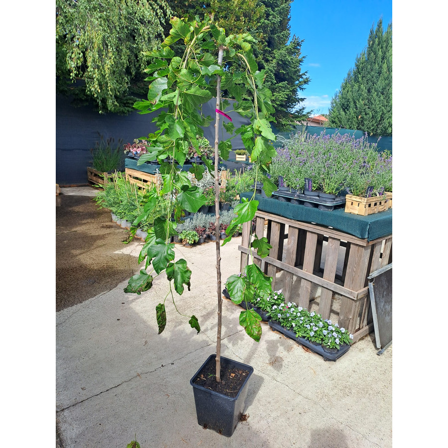 Csüngő eperfa - Gardencentrum.hu kertészeti webáruház