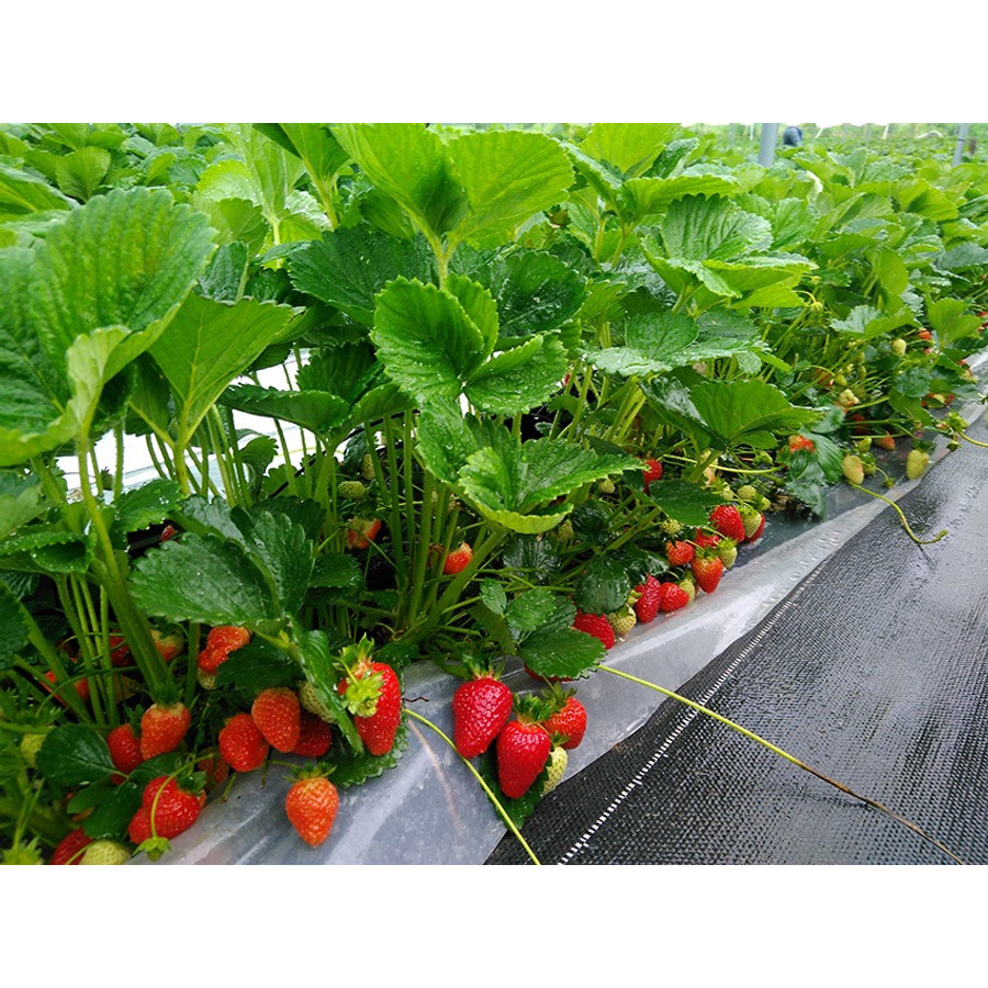 Bio eper palánták - Gardencentrum.hu online kertészet