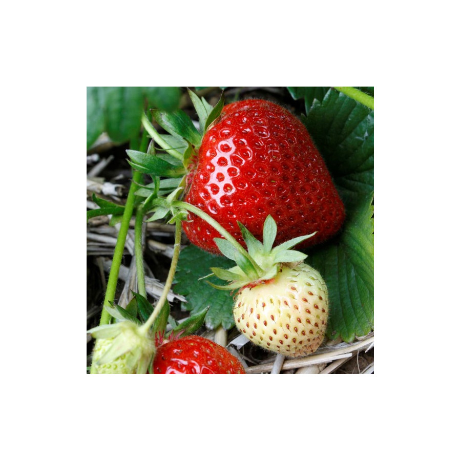 Eper palánta ültetése - Gardencentrum.hu webáruház