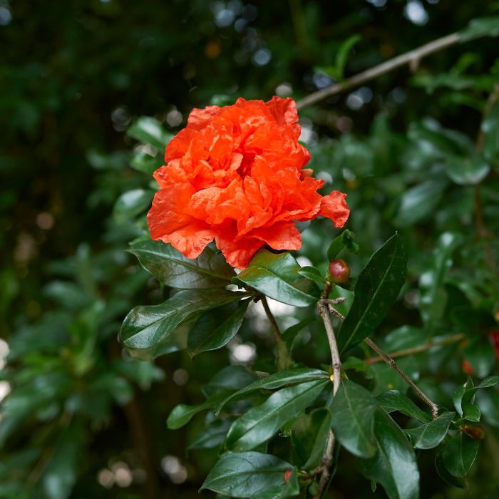 Piros virágú díszgránátalma - Gardencentrum.hu webshop