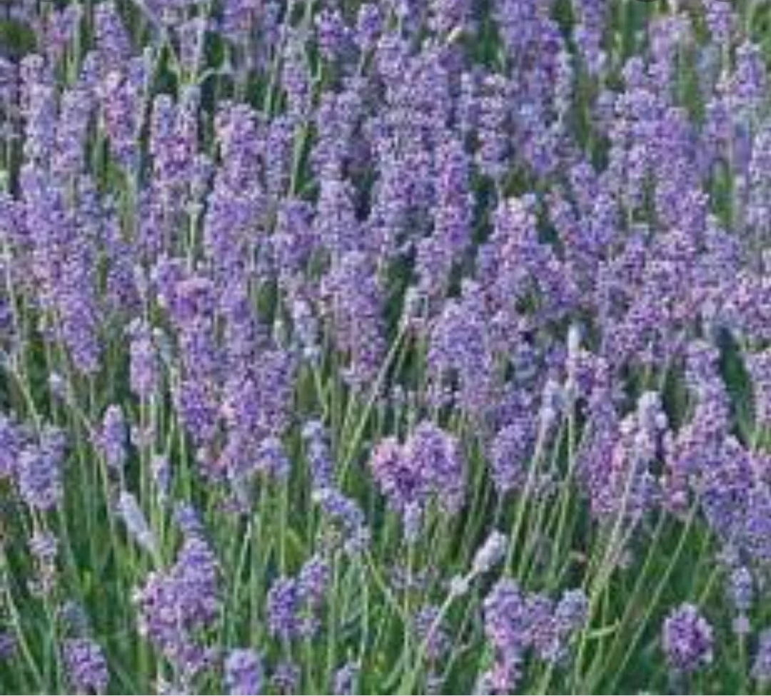 Szárazságtűrő angol levendula - Gardencentrum.hu webshop