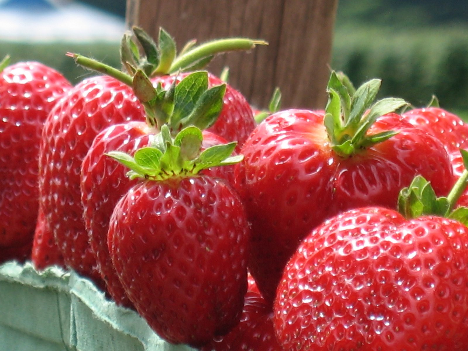 Szabadgyökerű eperpalánta - Gardencentrum.hu webáruház
